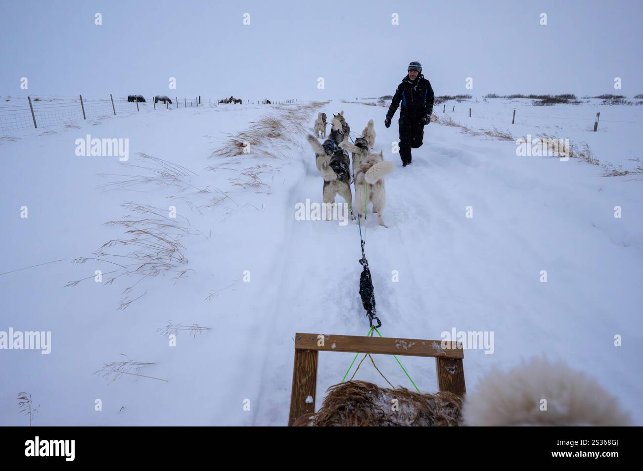 A guide is seen organizing a group of hiskies during a dog sledding ...