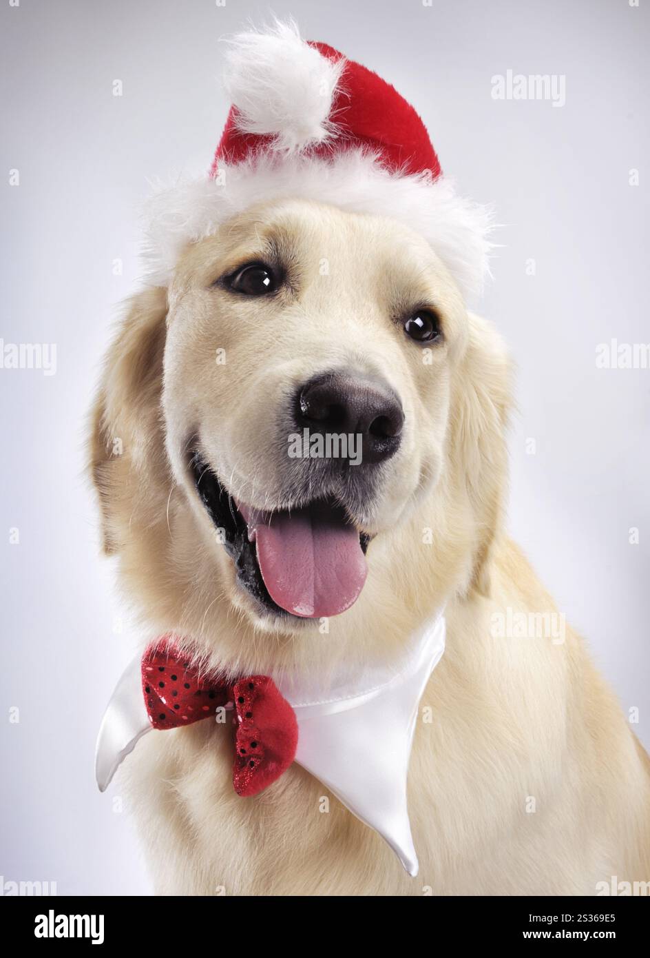 Portrait of cute one year old Golden Retriever wearing a Santa hat and ... Portrait of cute one year old Golden Retriever wearing a Santa hat and ...