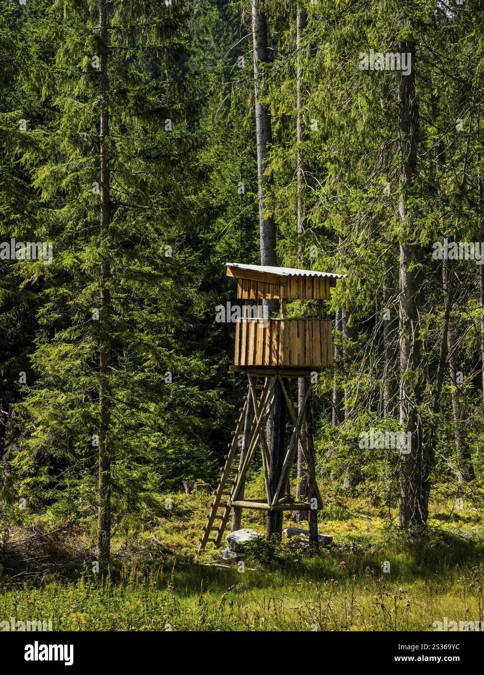 Hunting seat for game observation for hunters in the forest Stock Photo ...