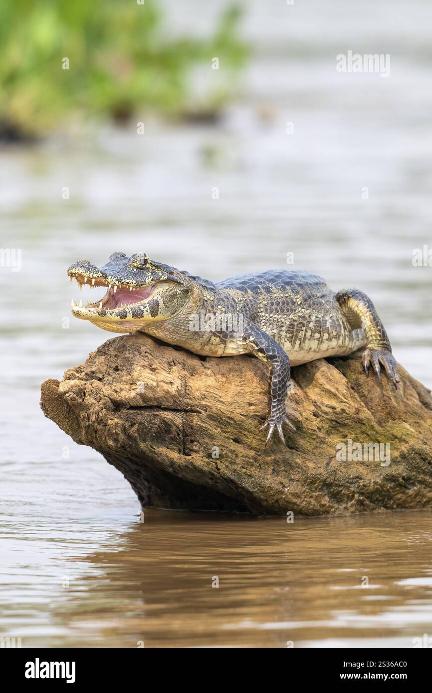 Spectacled caiman (Caiman crocodilus yacara), Crocodile (Alligatoridae), crocodile (Crocodylia ...