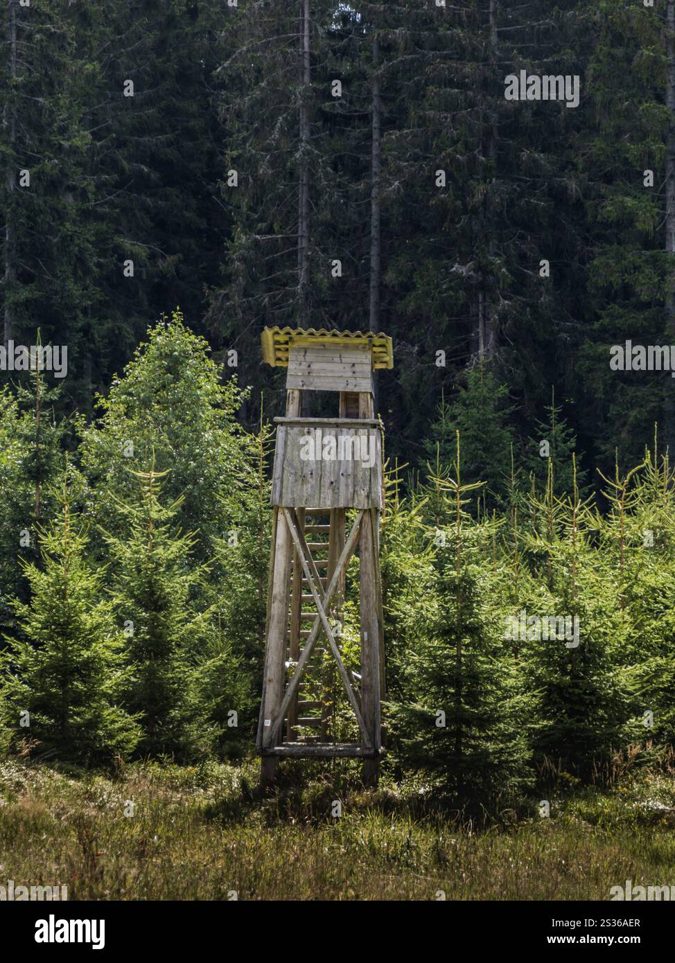 High stand in front of afforested forest Stock Photo - Alamy