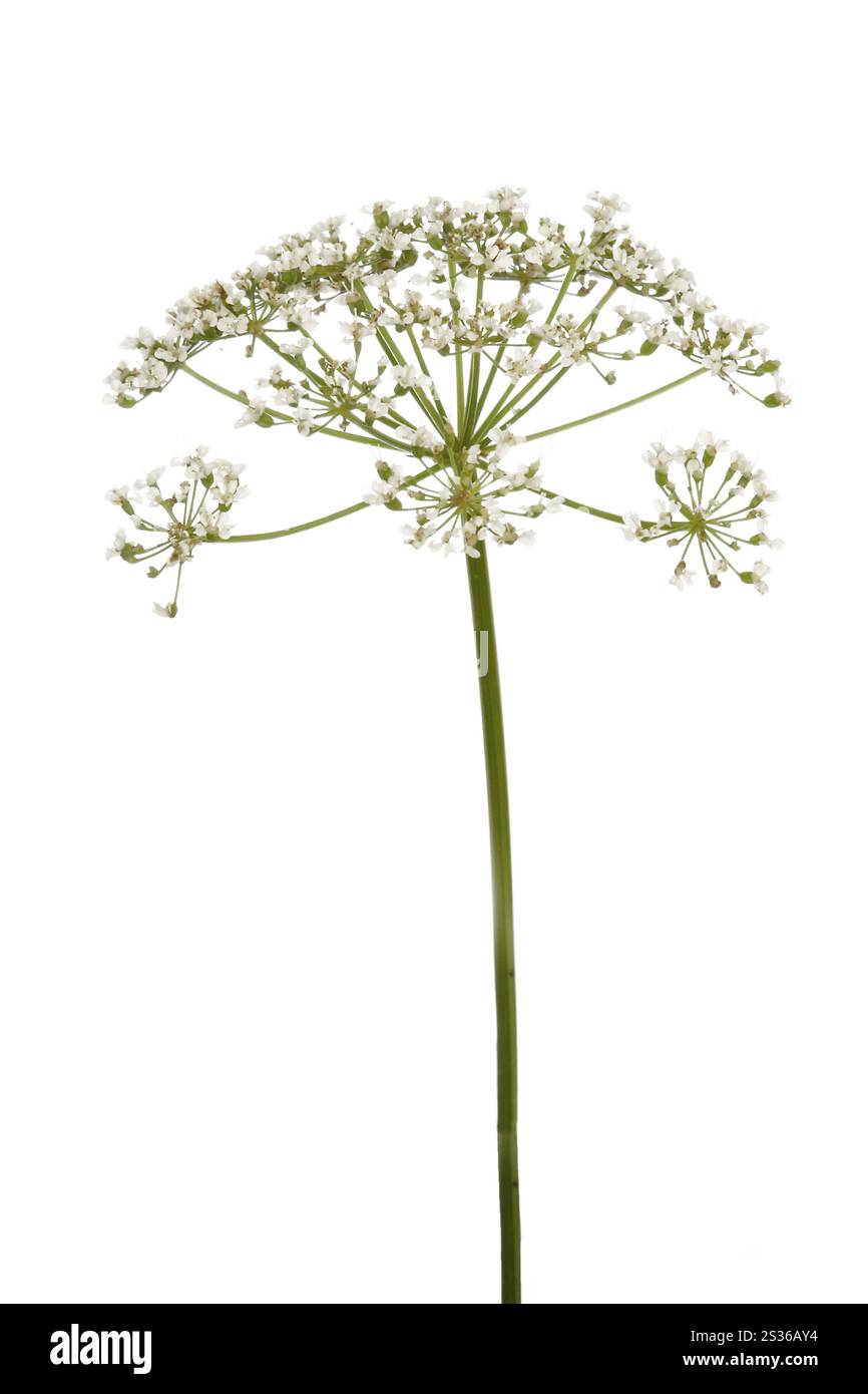 Aegopodium podagraria, ground elder, ground elder Stock Photo - Alamy