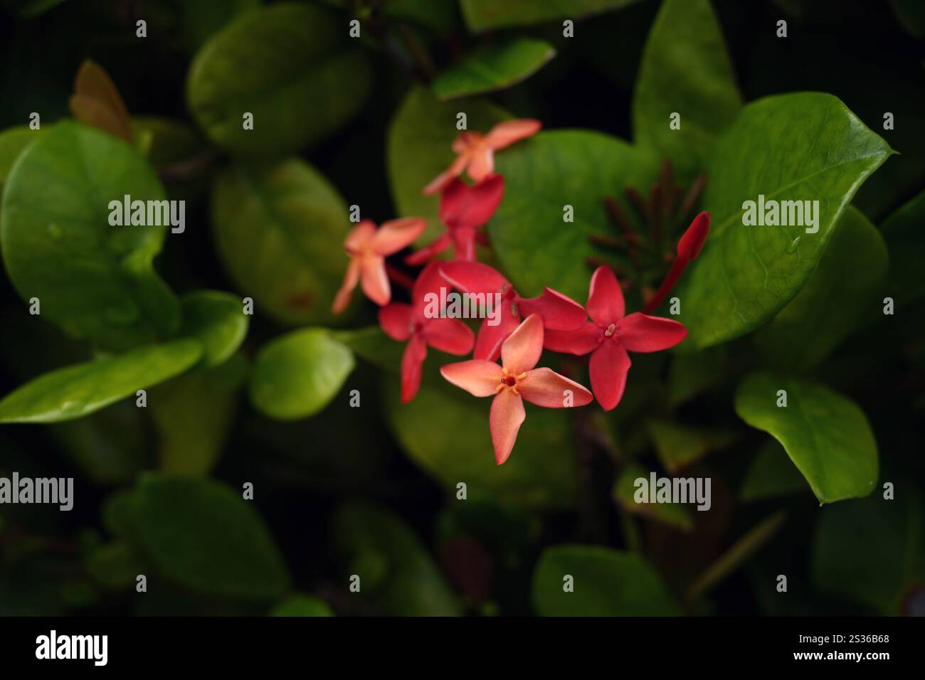 A cluster of bright red flowers with four petals each. The flowers are ...