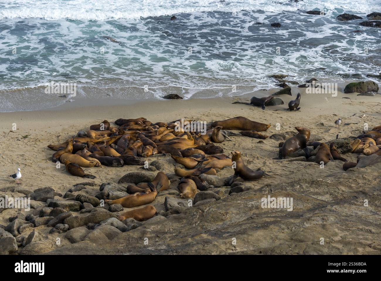 Sea lions at Boomer Beach in La Jolla, California Stock Photo - Alamy
