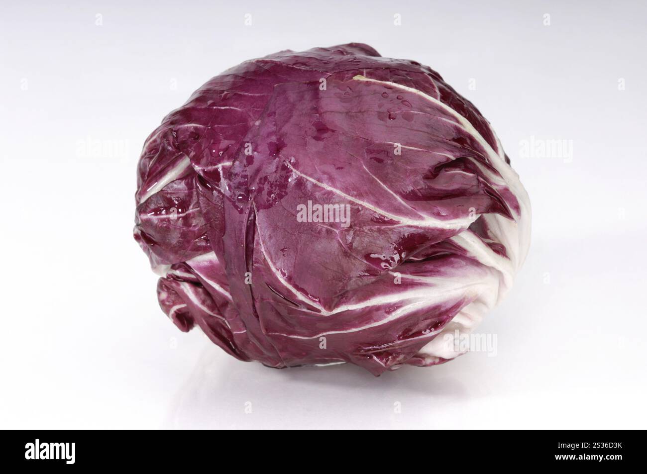 Fresh ear of radicchio leaf chicory Isolated on white background Stock ...