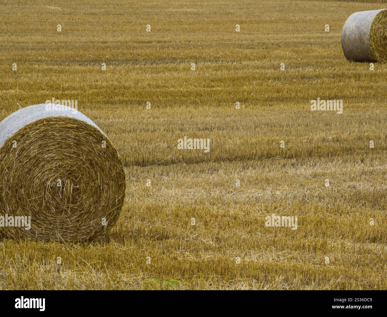 Hay rolls in bales lies hi-res stock photography and images - Alamy