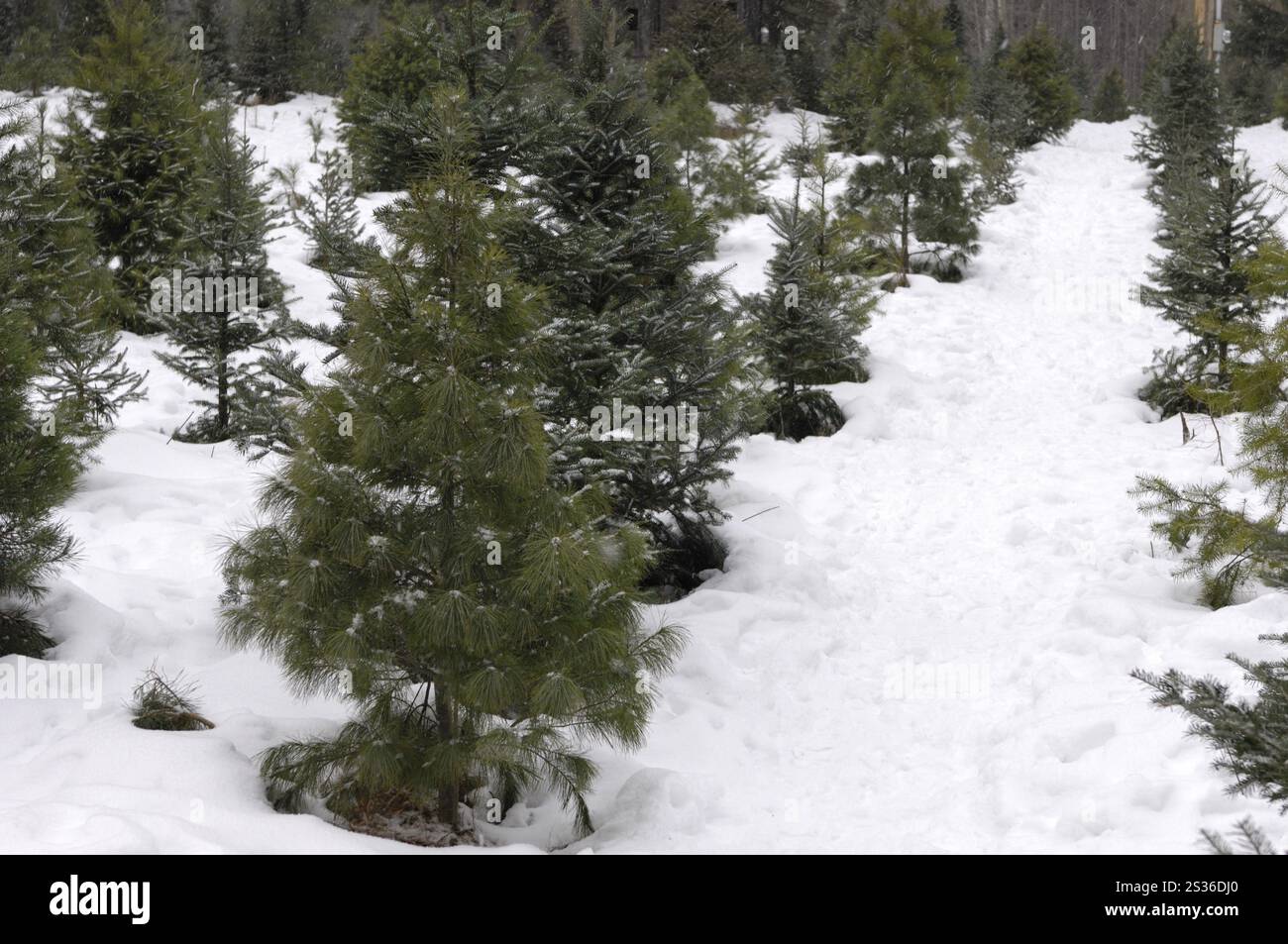 Harvest your own Christmas tree farm in Ontario Canada Stock Photo - Alamy