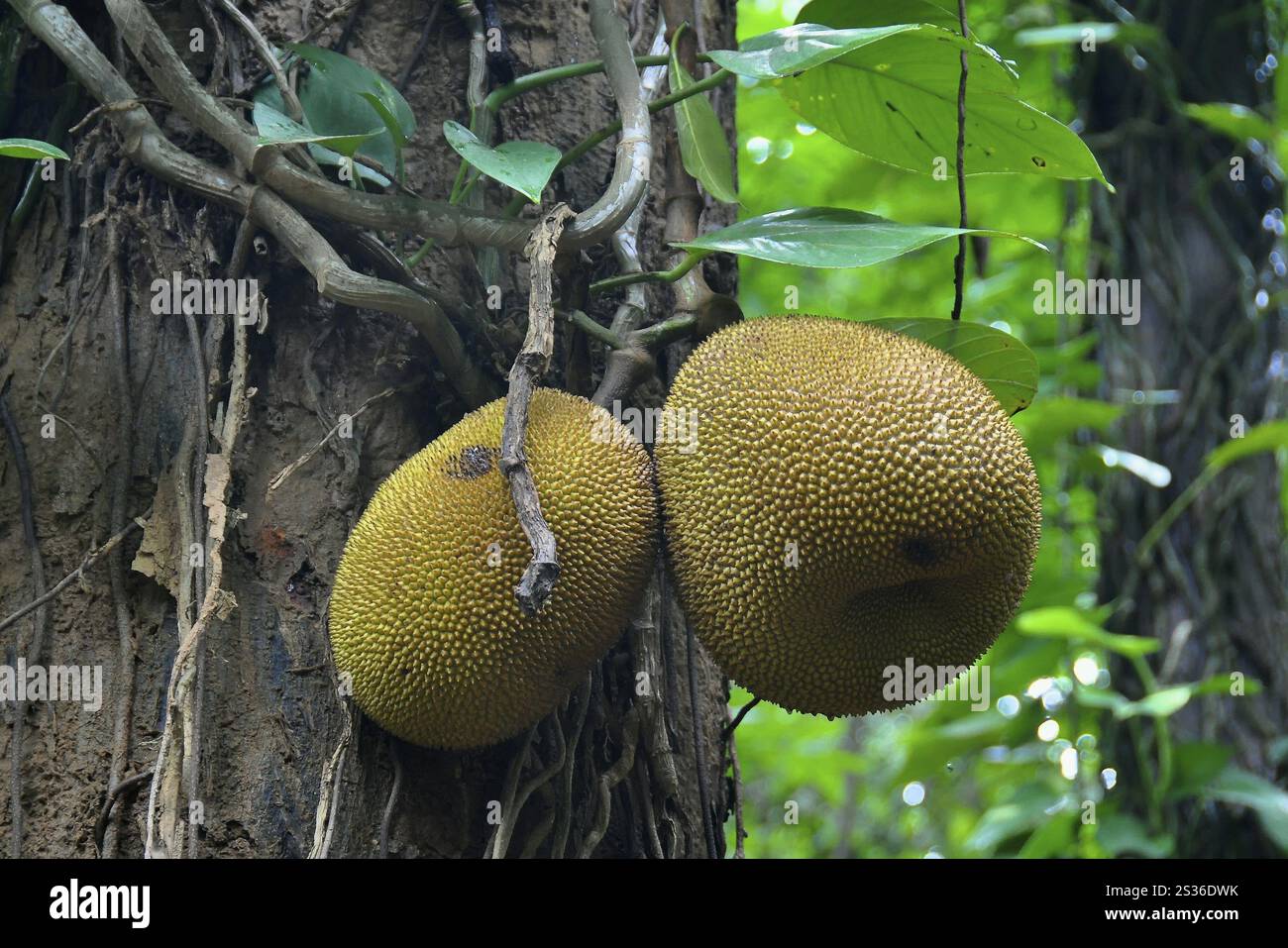 Jack Fruit, stinky fruit Stock Photo - Alamy
