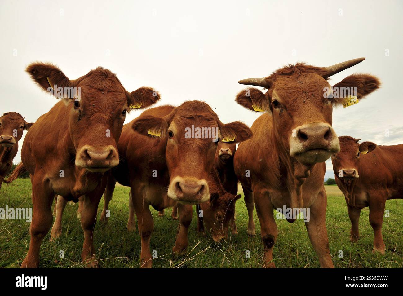 Black Forest cattle Stock Photo - Alamy