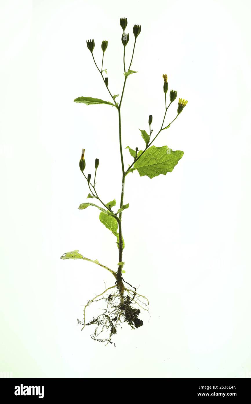 Lapsana communis, Rainkohl, Nipplewort Stock Photo - Alamy