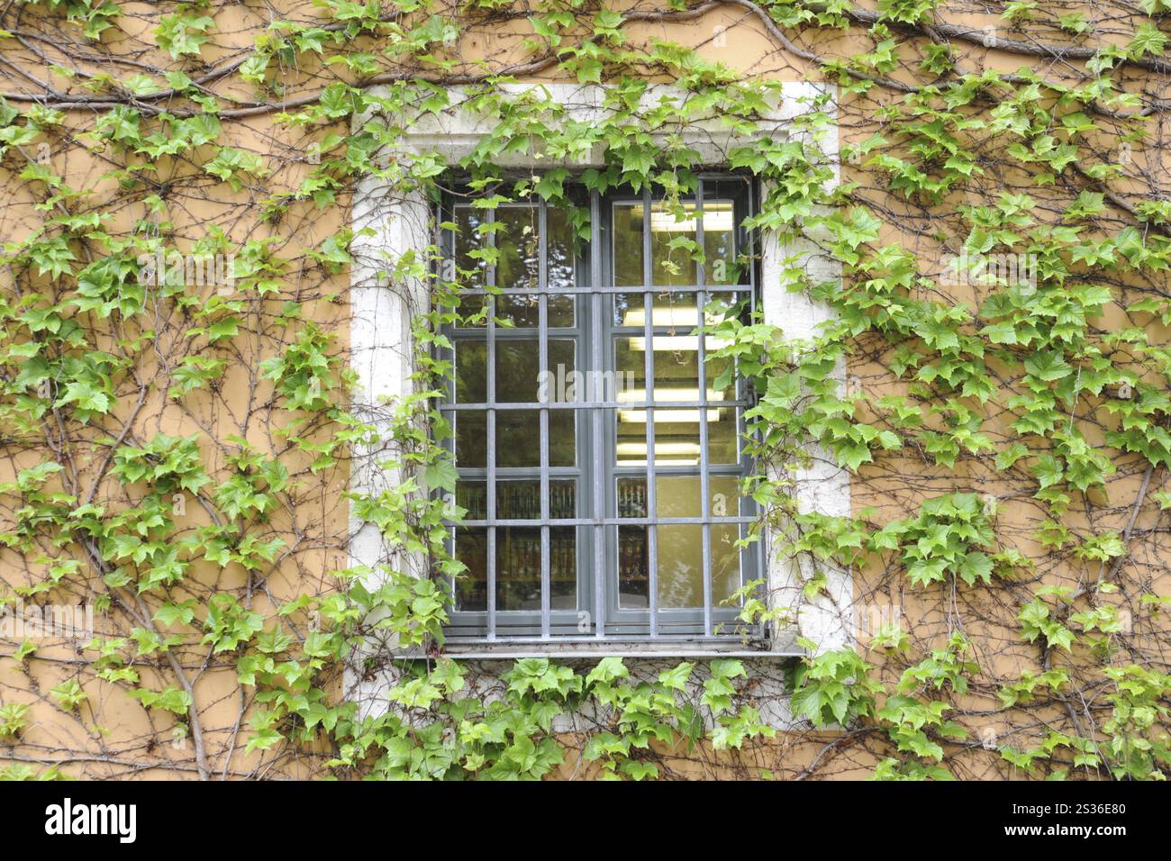 Green latticed window Stock Photo - Alamy