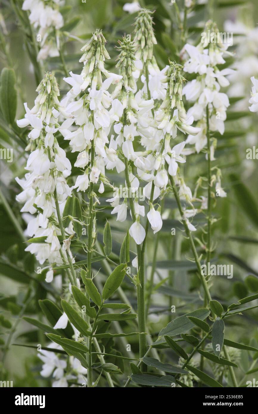 Galega officinalis, Goat's Rue, Goat's clover Stock Photo - Alamy