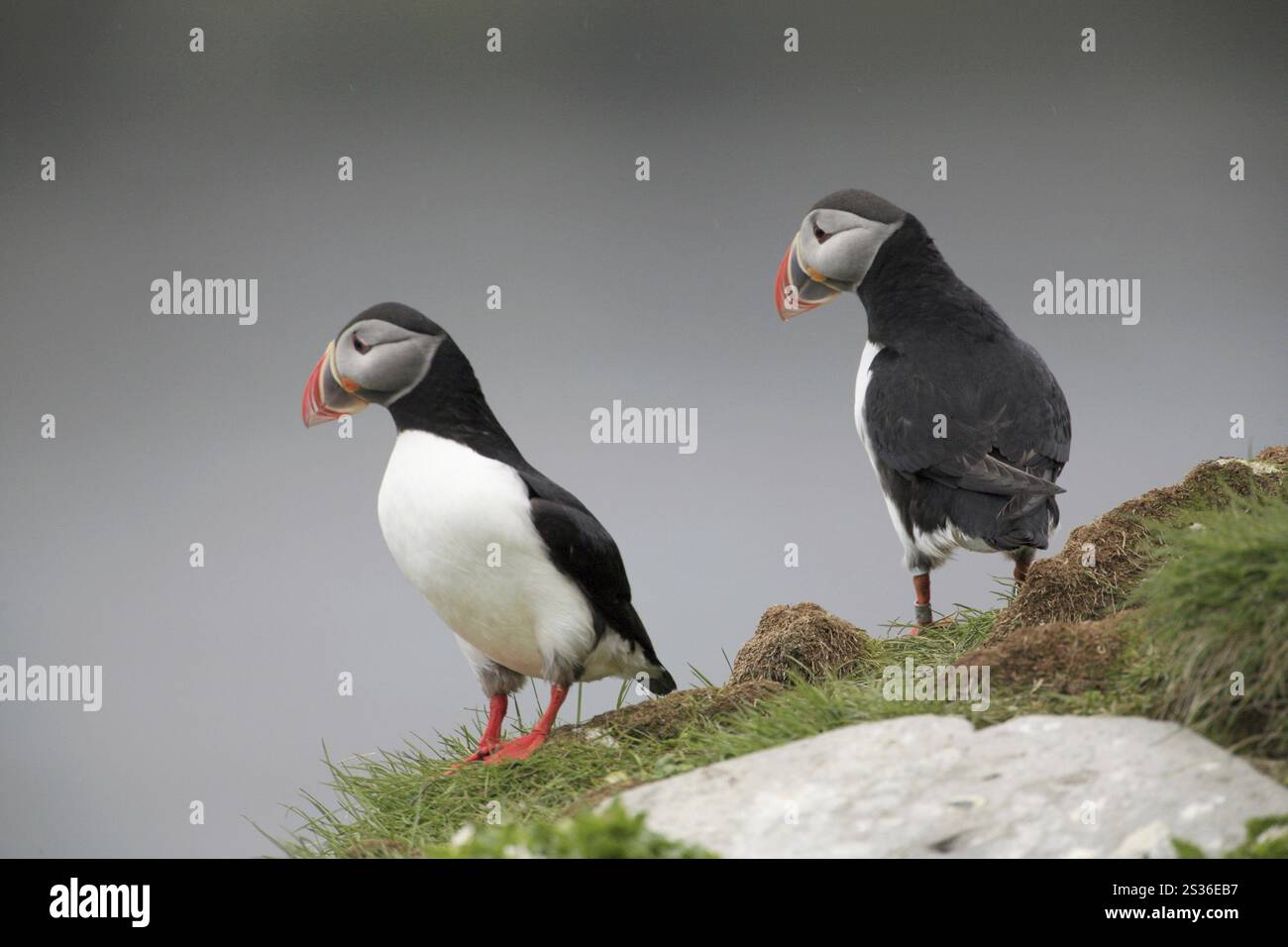 Atlantic Puffin on Bird Island Hornoy in Northern Norway, Atlantic ...