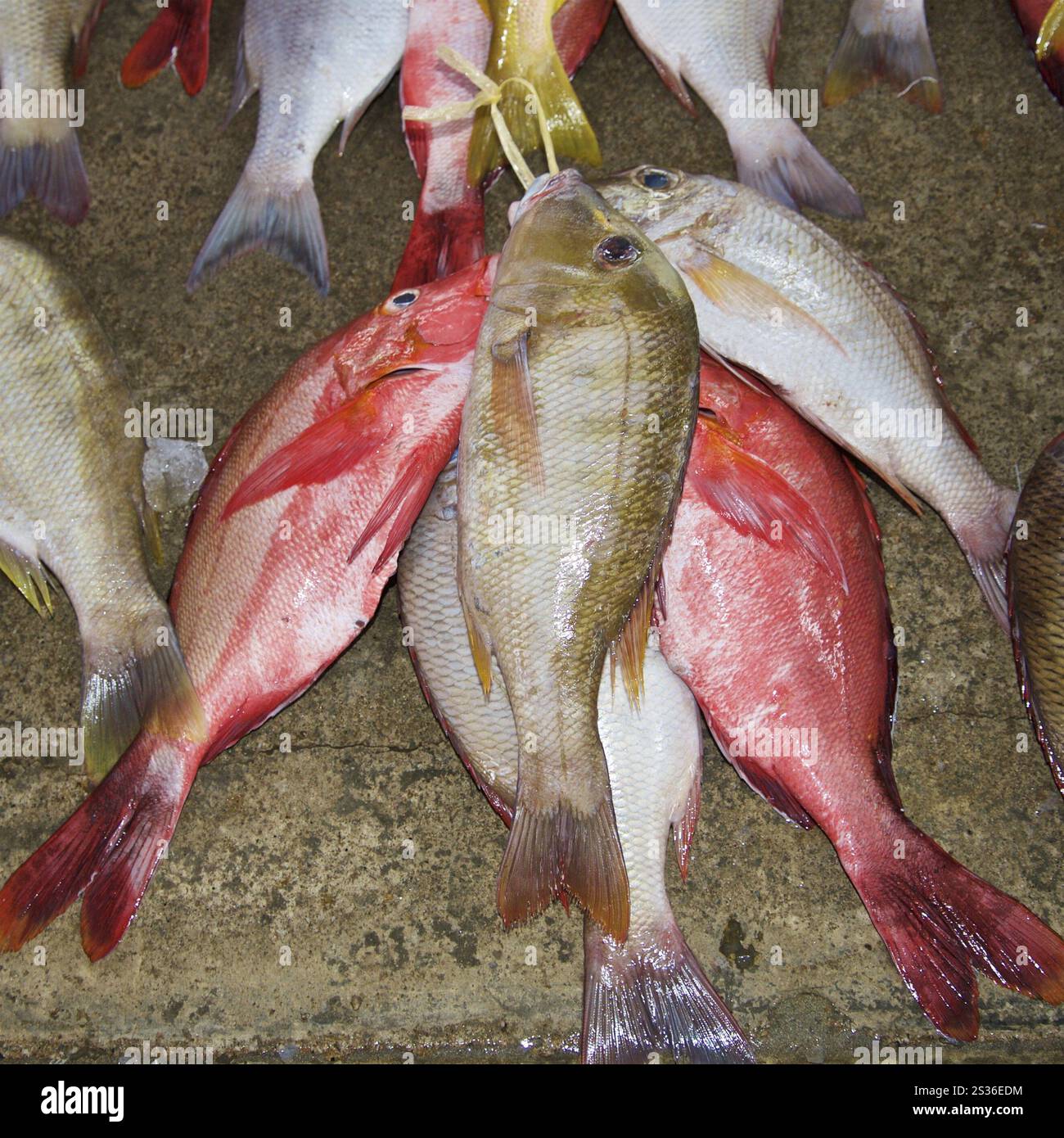 Fresh fish on the market square in Victoria Seychelles Stock Photo - Alamy