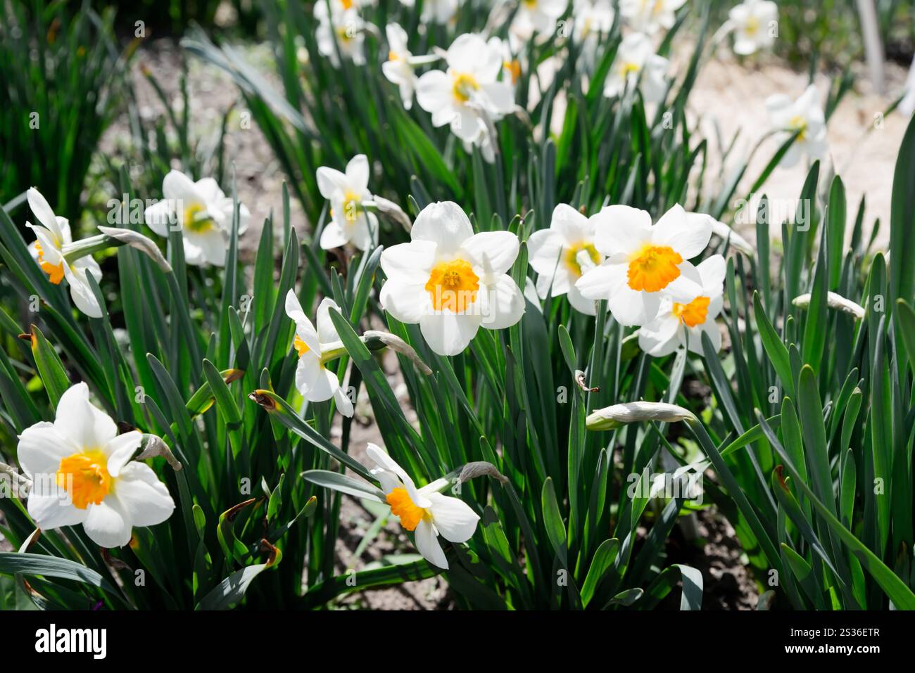 Narcissus poeticus, commonly known as poet's daffodil, is a perennial plant with fragrant white ...