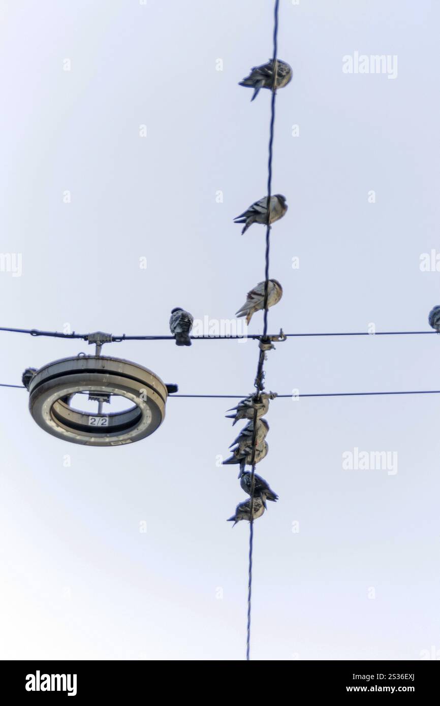 Birds on power line, surveillance camera Austria Stock Photo - Alamy