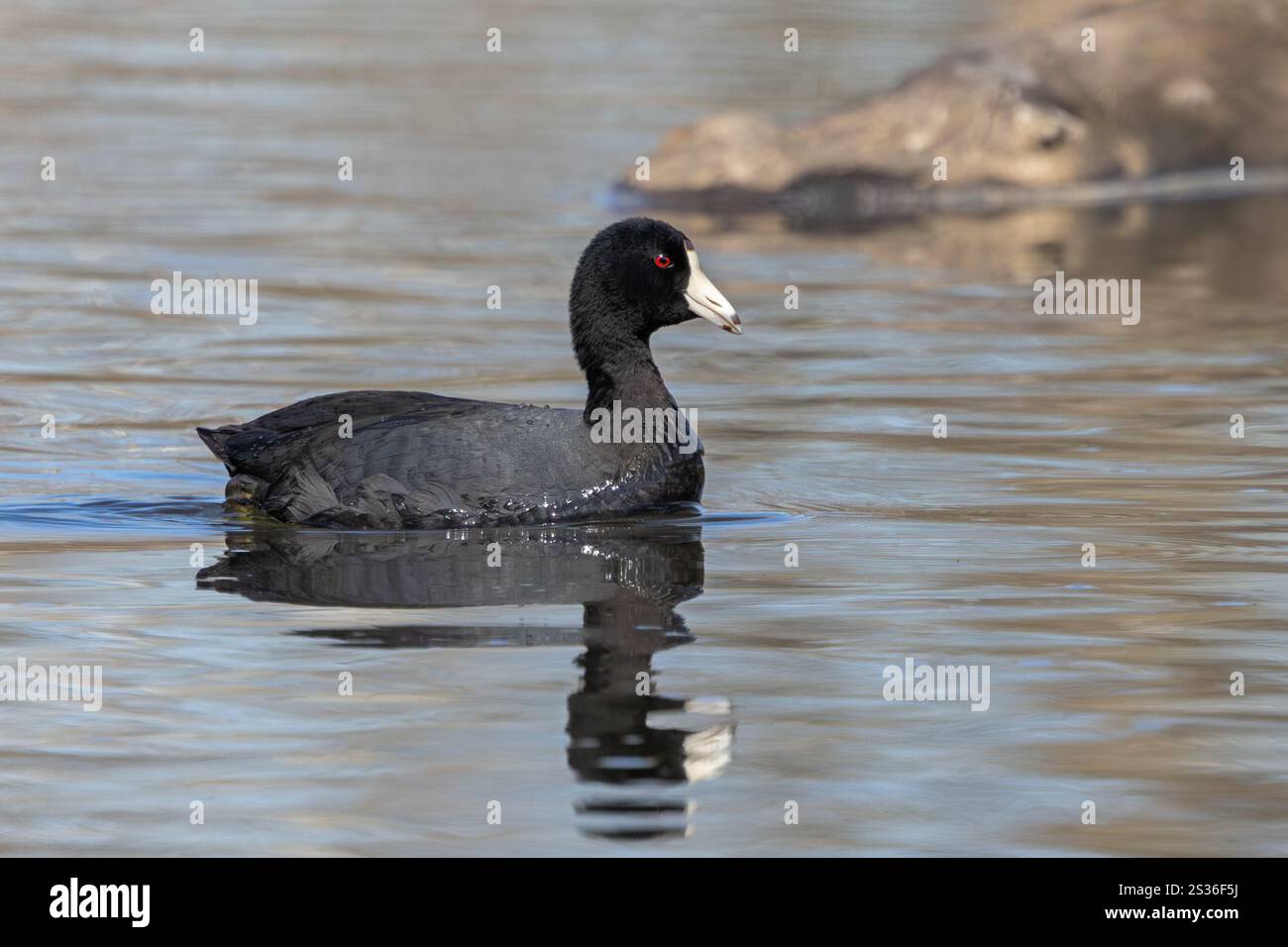 With its red eye glowing, an american coot shows off its beautiful ...