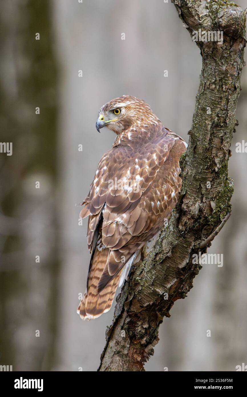 Positioned head down hi-res stock photography and images - Alamy