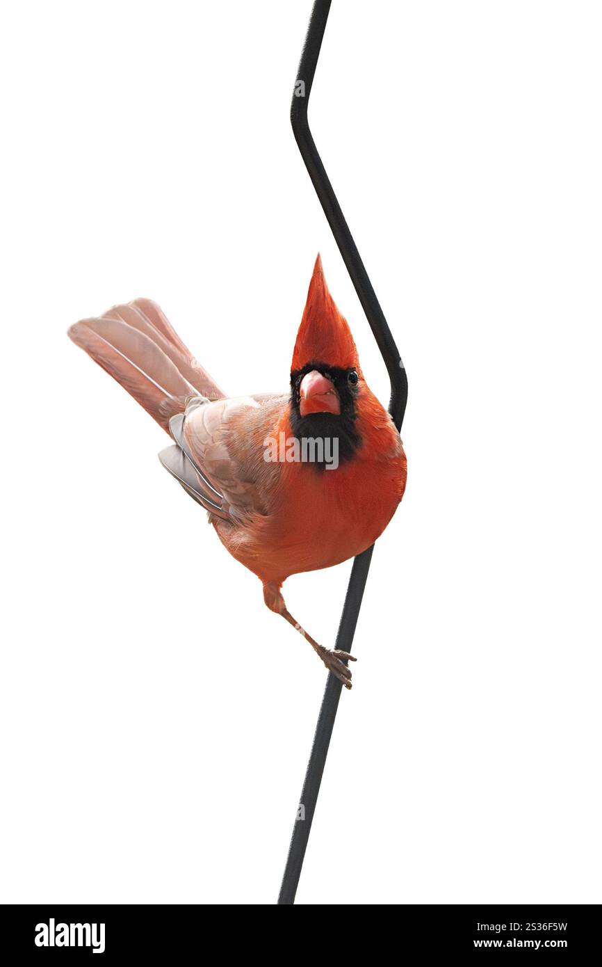 Cardinal perched on a vertical black bent wire. Isolated on a white ...
