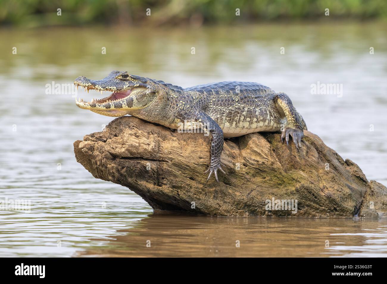 Spectacled caiman (Caiman crocodilus yacara), Crocodile (Alligatoridae), crocodile (Crocodylia ...
