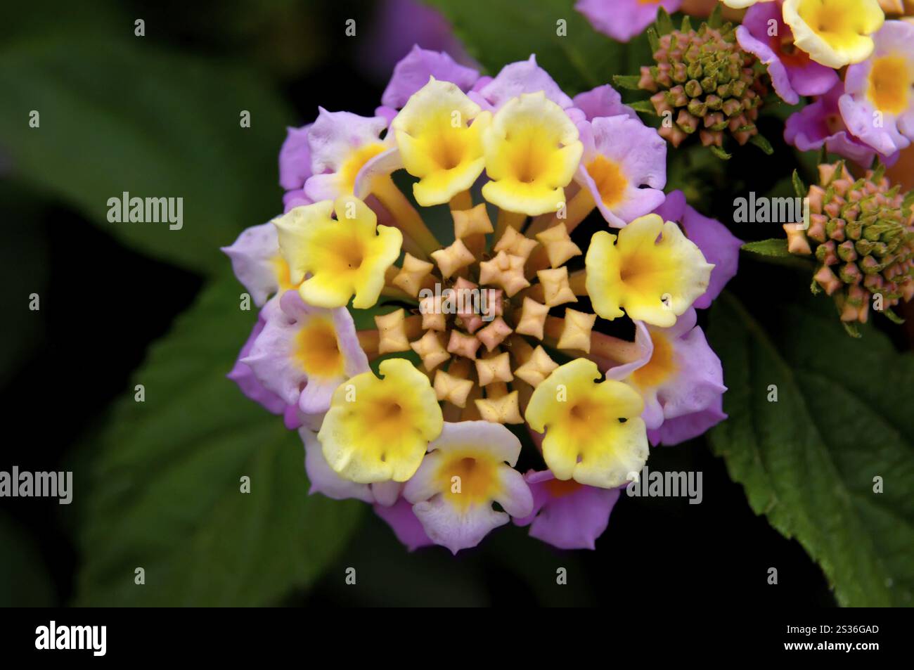 Macro stock photo of a Flowering tropical plant Lantana - Lantana camara Purple-yellow beautiful ...