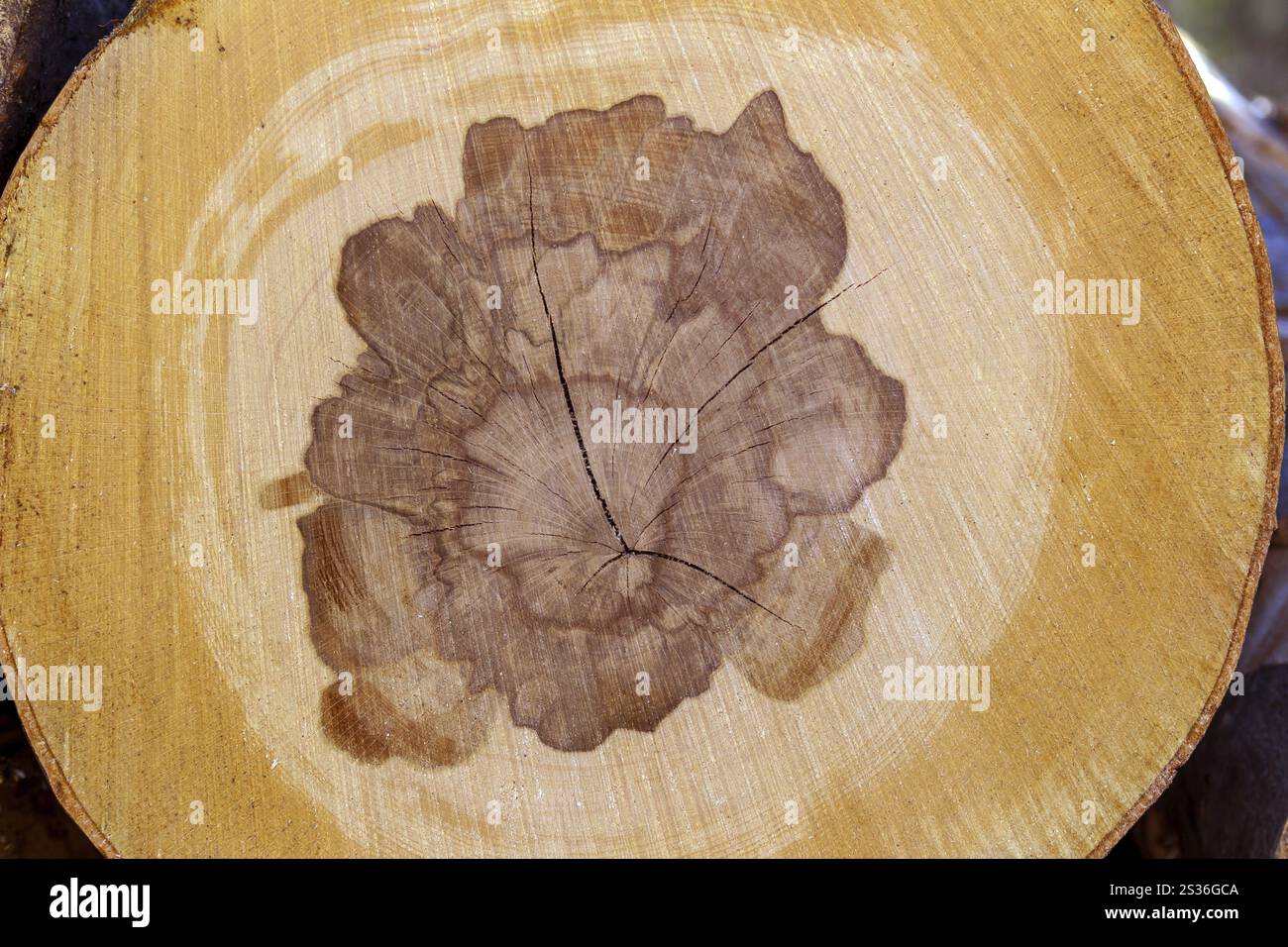 Trees in a forest were cut down during timber work. Natural, energy ...