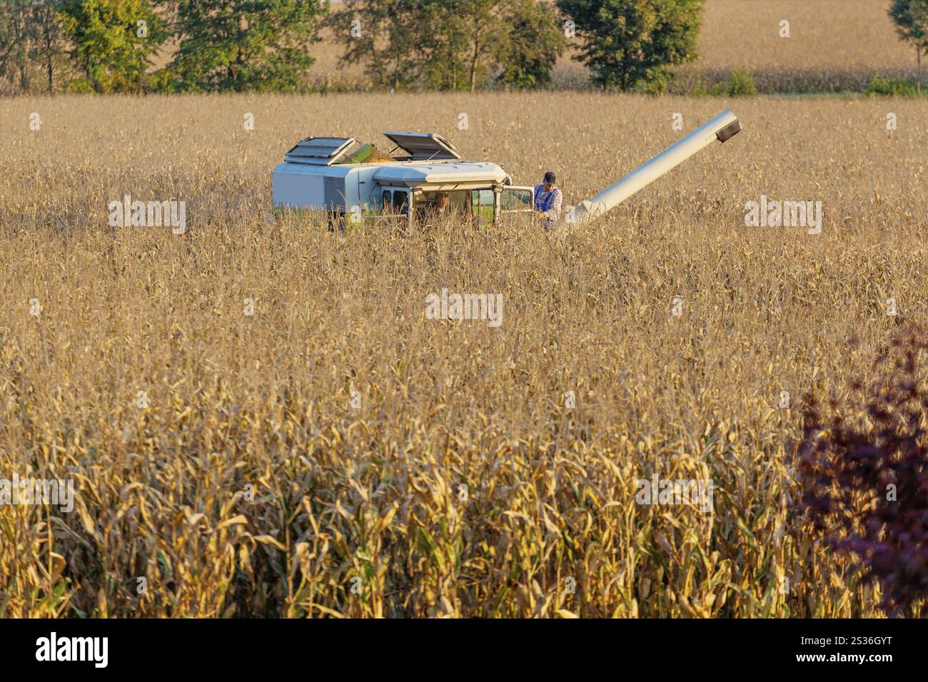 A combine harvester harvesting maize in a farmer's field Stock Photo ...