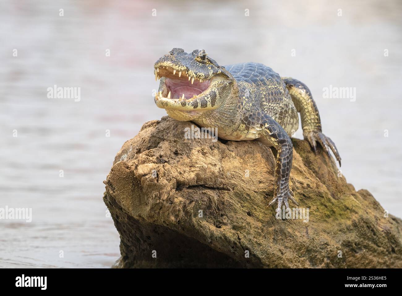 Spectacled caiman (Caiman crocodilus yacara), Crocodile (Alligatoridae ...