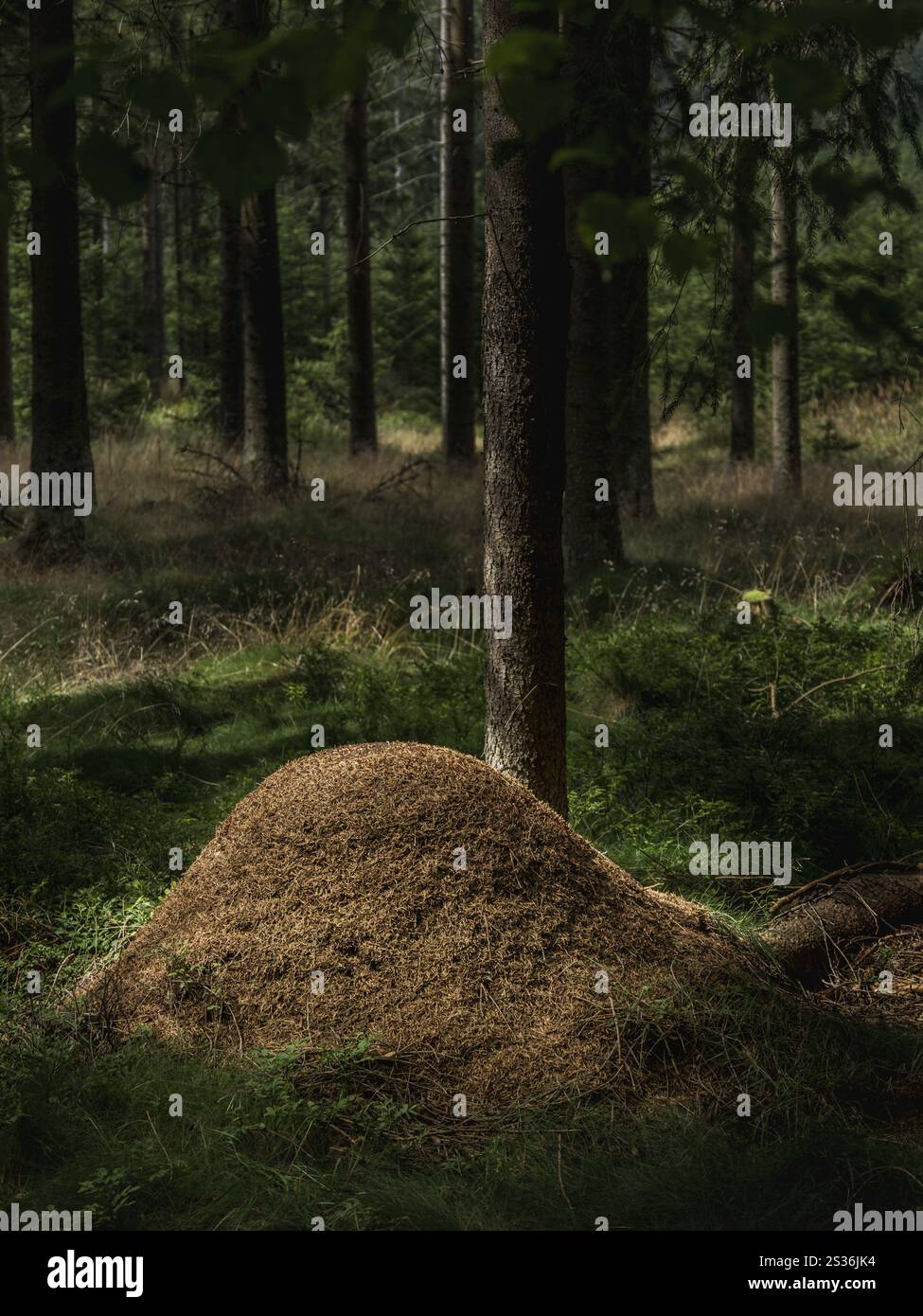 Anthills hi-res stock photography and images - Alamy