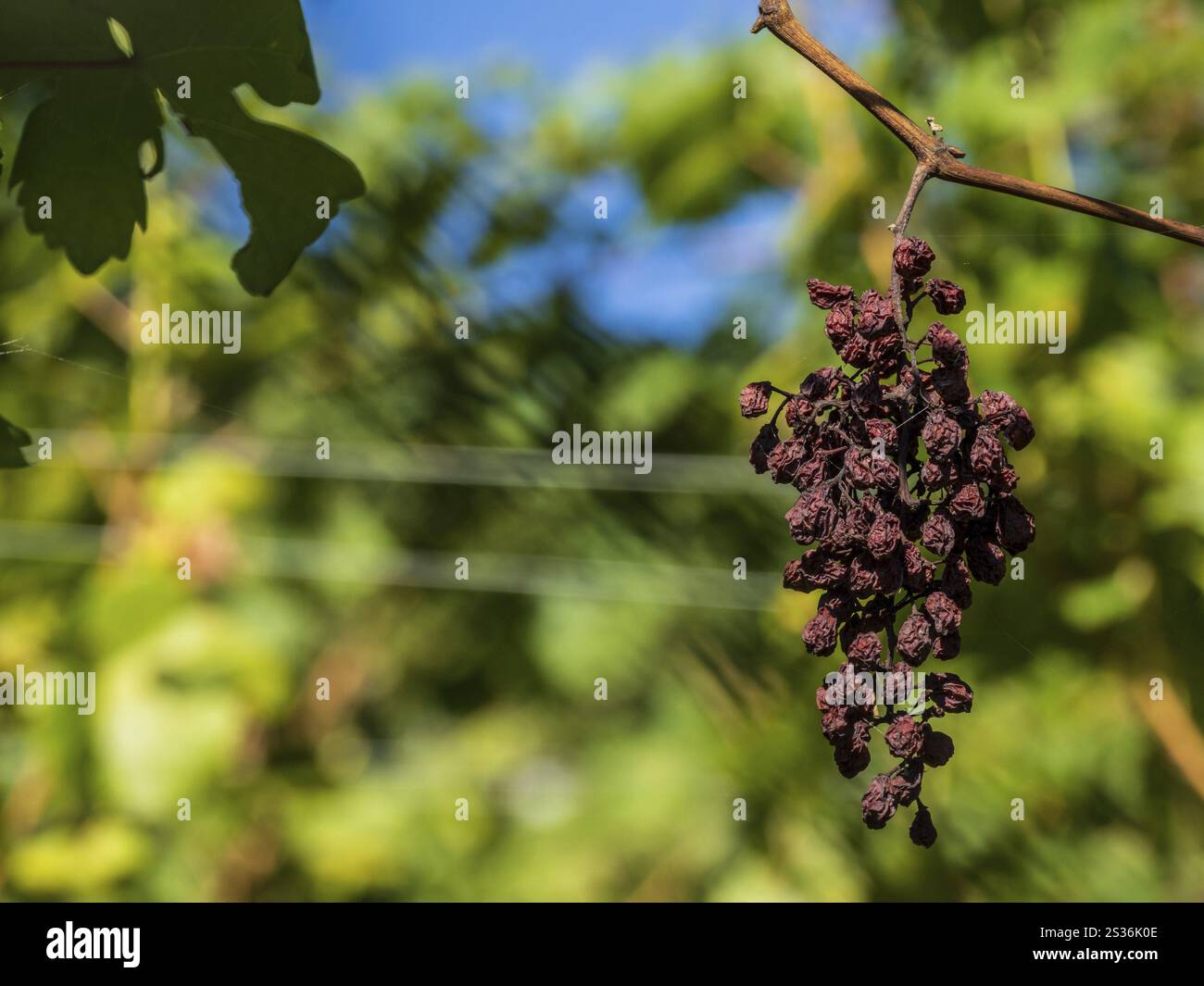 Withered, dried grapes hanging on vines in a vineyard Stock Photo - Alamy