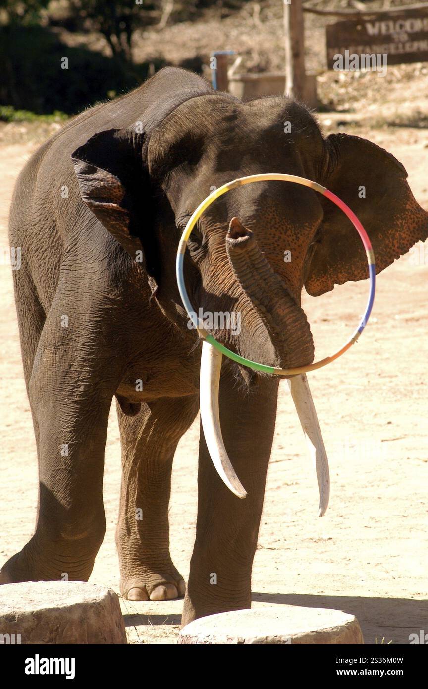 Elephant with hula hoop Stock Photo - Alamy