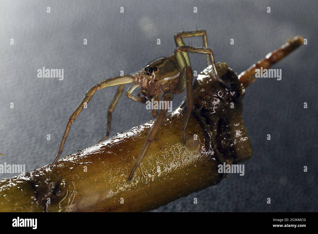 Pirate Spider, Pirata piraticus, Wolf Spider Stock Photo - Alamy