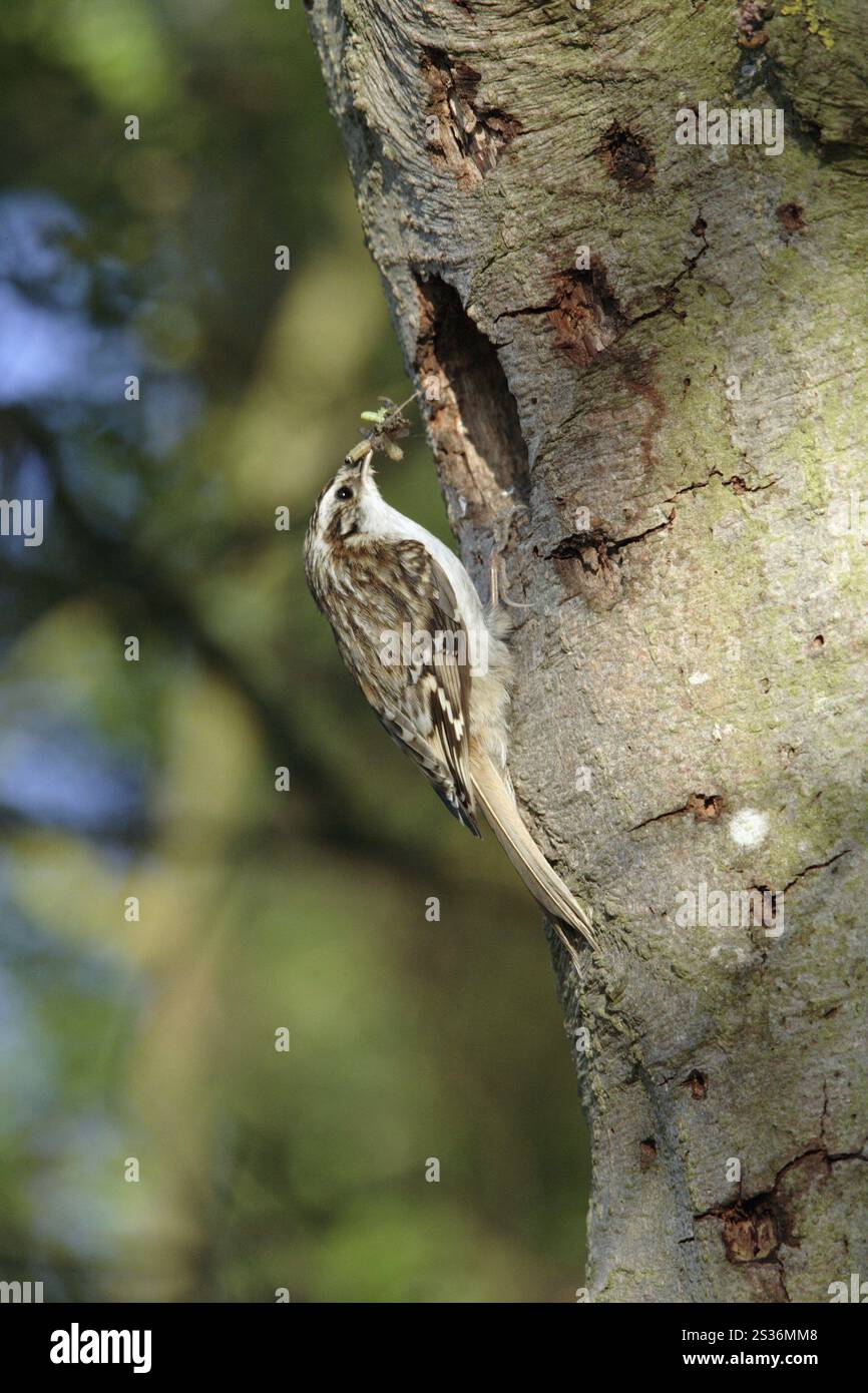 Garden treecreeper, Short-toed treecreeper Stock Photo - Alamy
