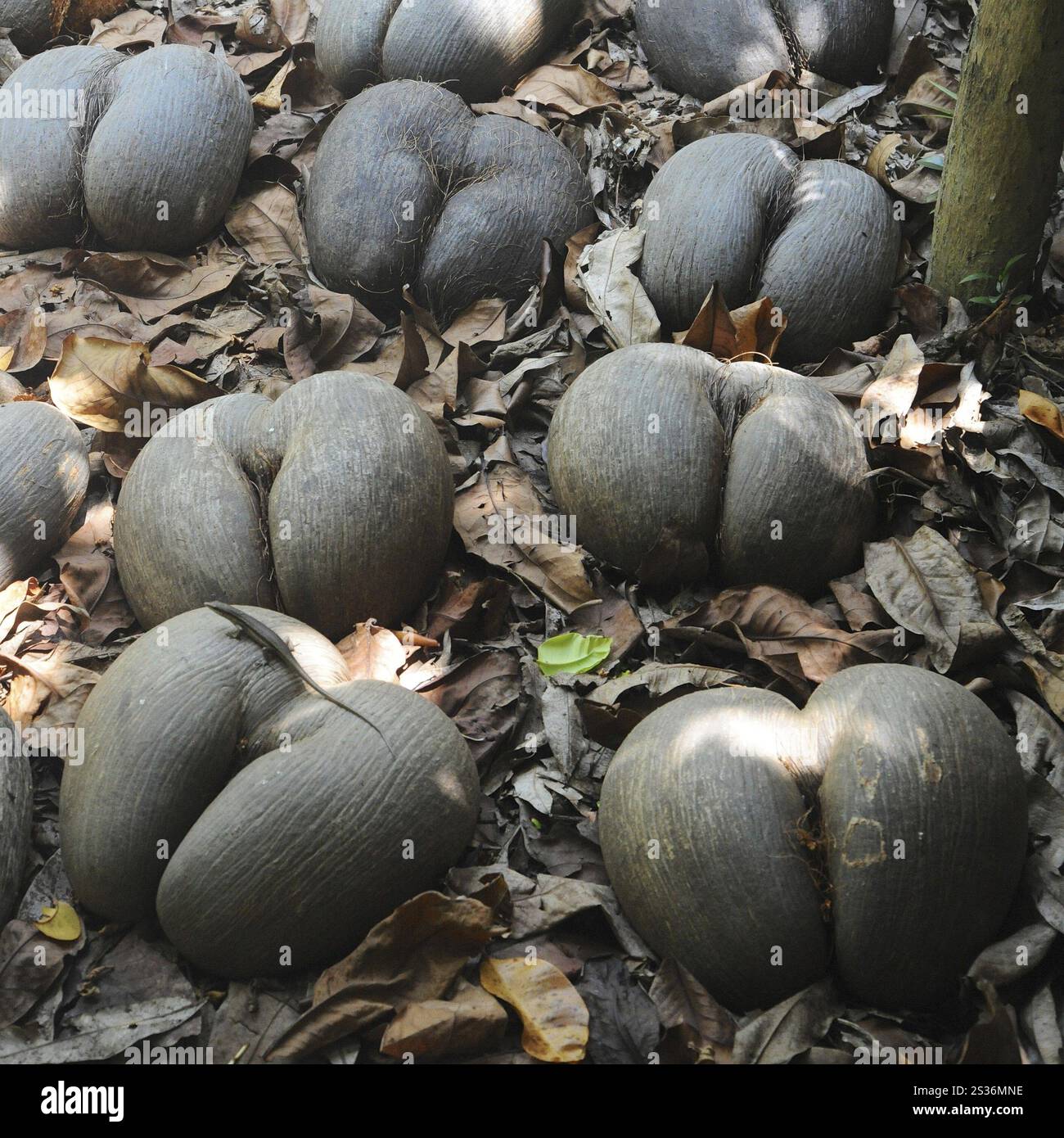 Coco de mer, the world's largest seed, the world's largest coconut ...