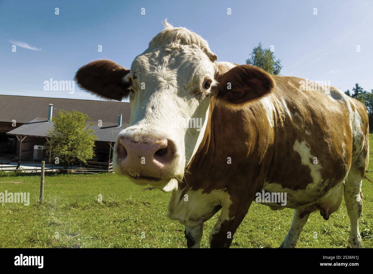 Dairy cow on summer pasture, symbolic photo for milk production and ...