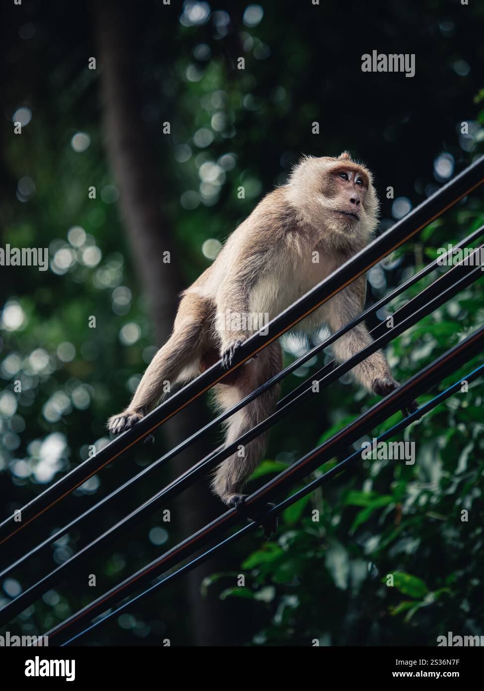 Monkey skillfully balances on power lines amidst lush greenery in a ...