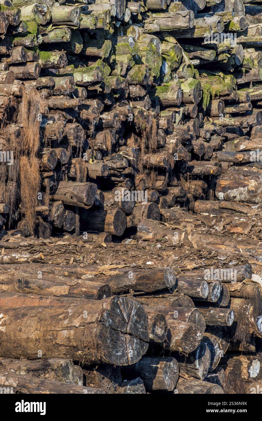 Pile of wood overgrown with moss, symbolising building material, fuel ...