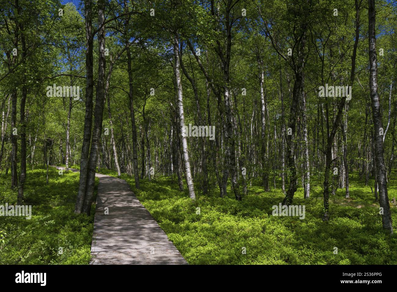 Birch tree forest in spring at a marsh, Rotes Moor, Rhoen, Hesse ...