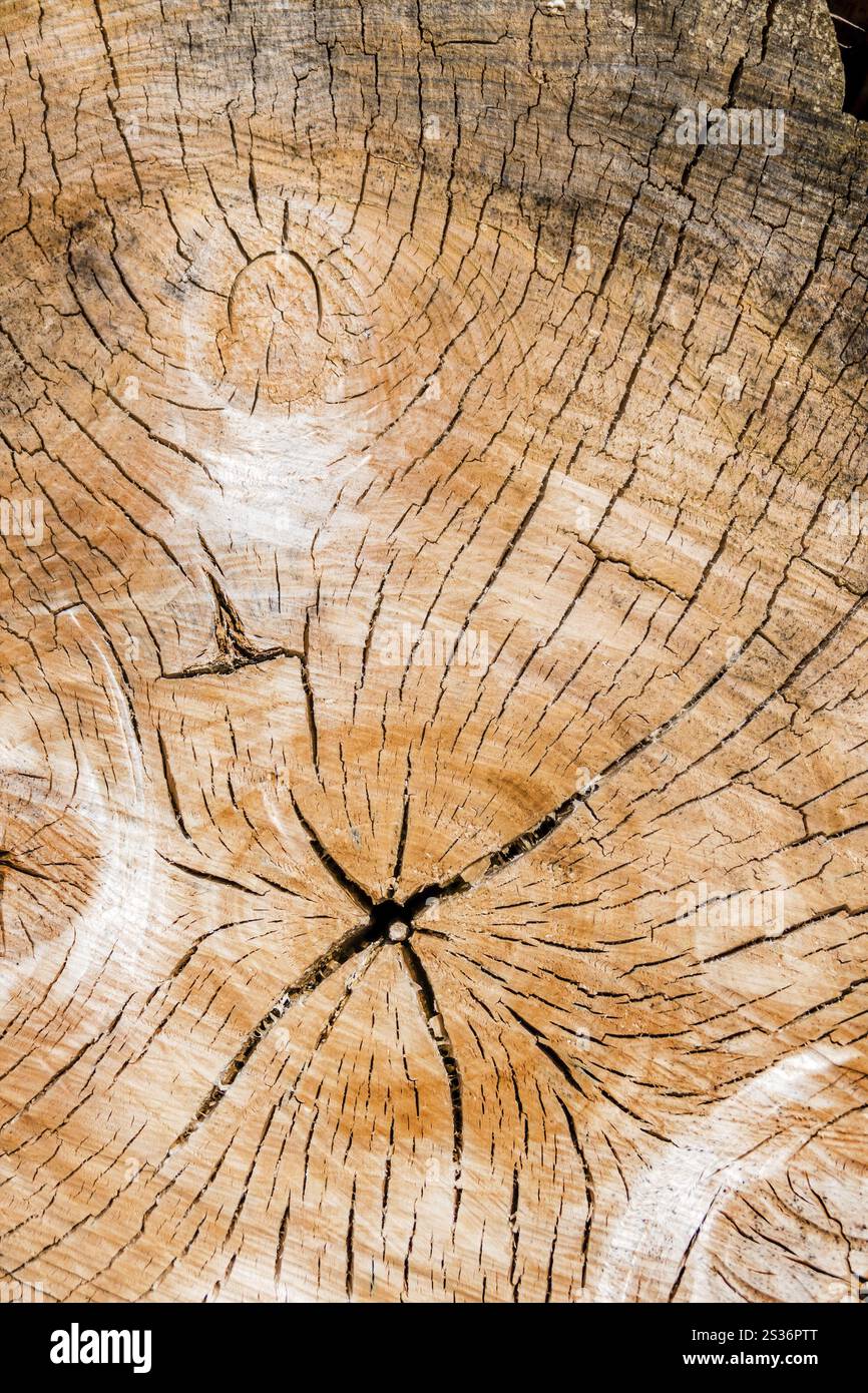 Annual rings on a tree trunk. Symbolic photo for age. Austria Stock ...