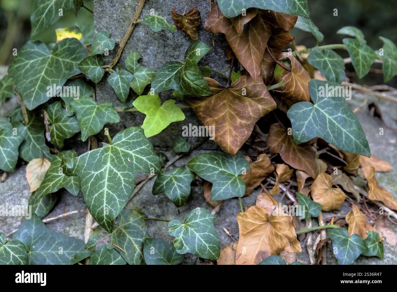 Young and old ivy, symbol of generations, generational conflict, age ...