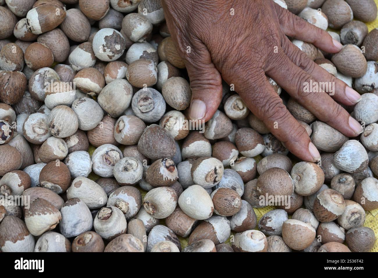 A hand of an elderly woman is spreading and mixing Areca nuts that have ...