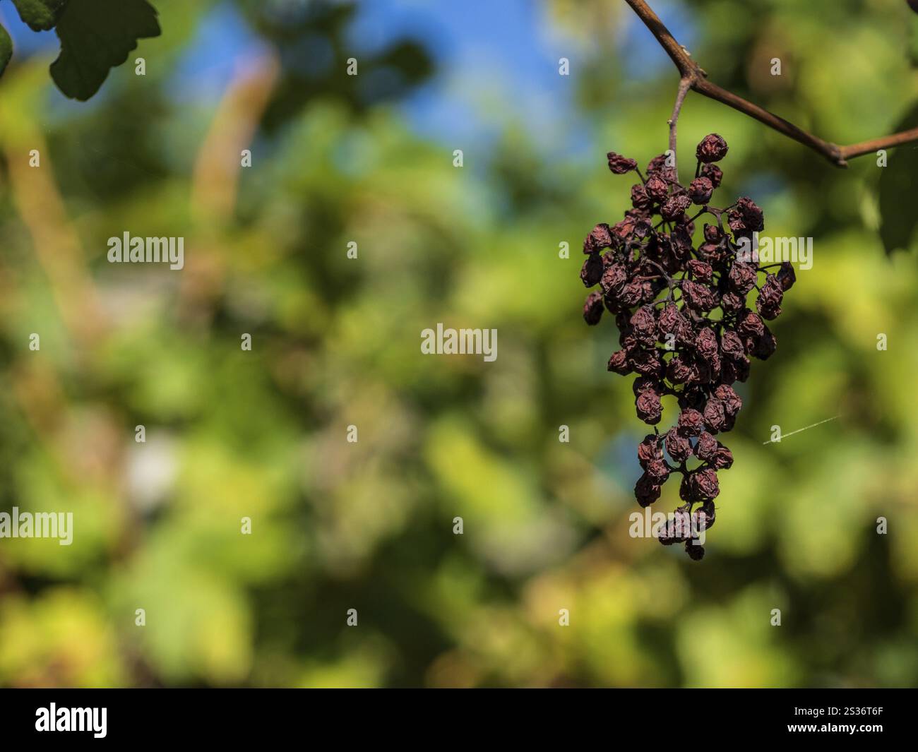 Withered, dried grapes hanging on vines in a vineyard Stock Photo - Alamy