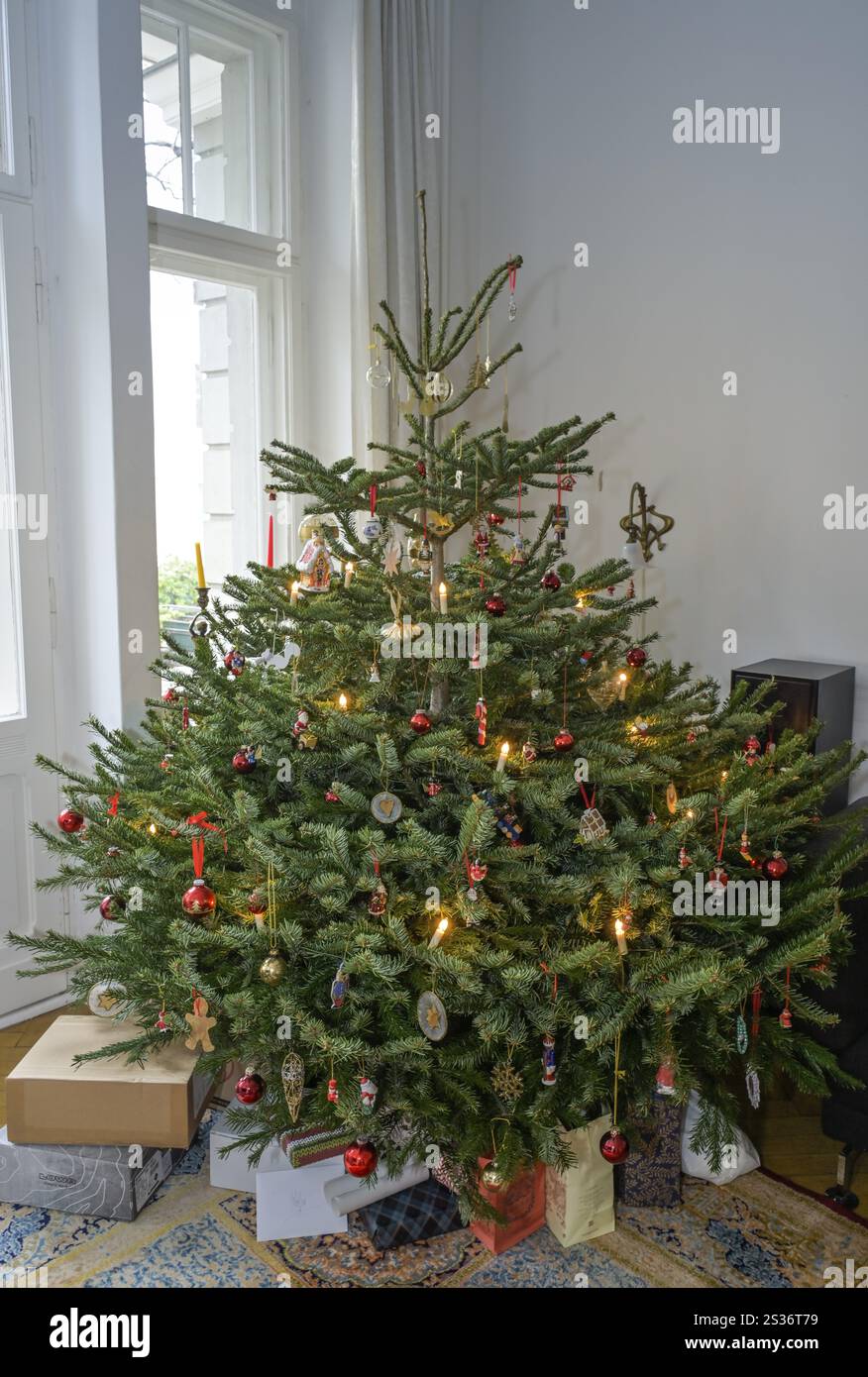 Nordmann fir, Christmas tree in the living room Stock Photo - Alamy