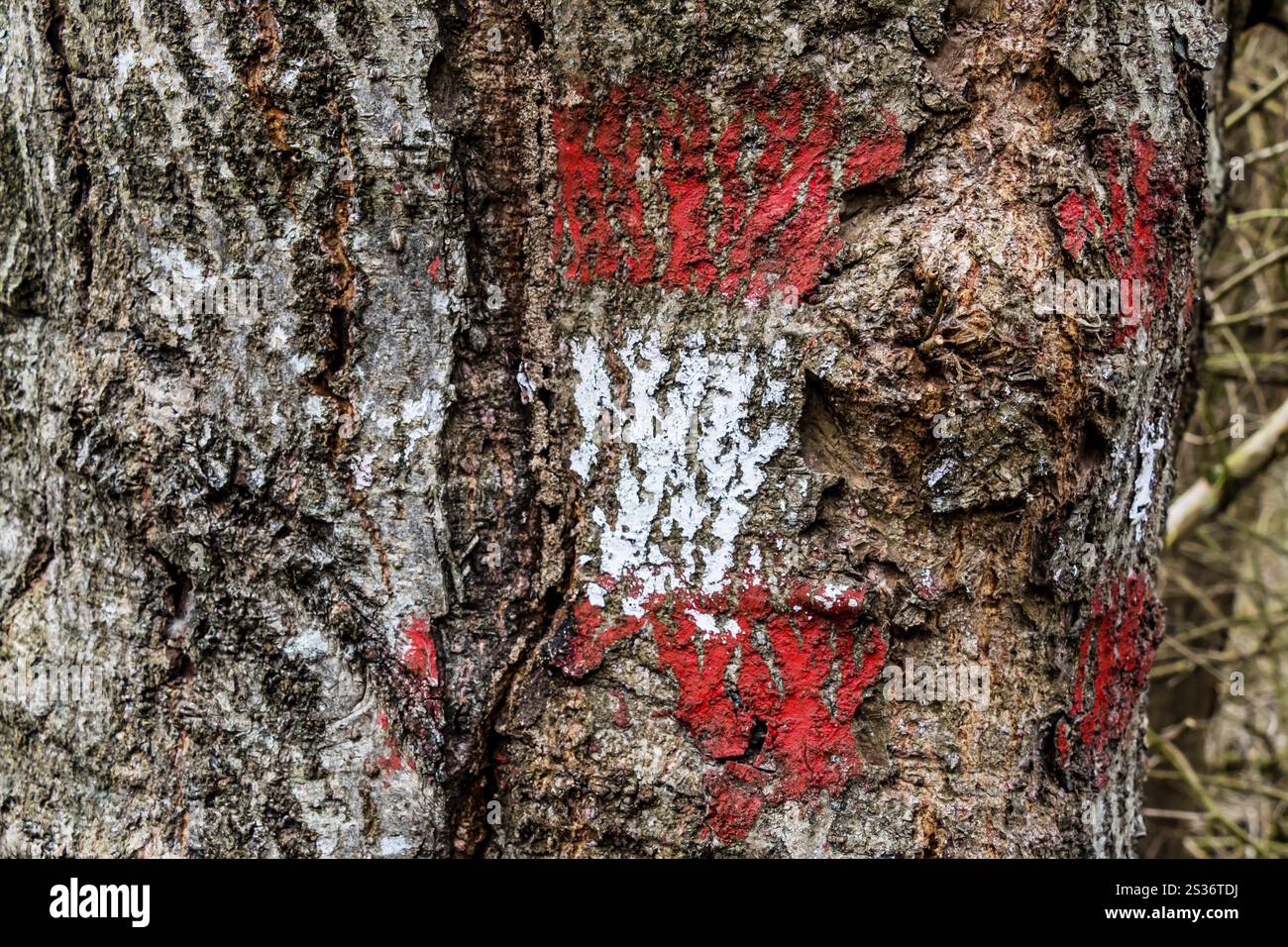 The red and white markings for a hiking trail are painted on a tree ...