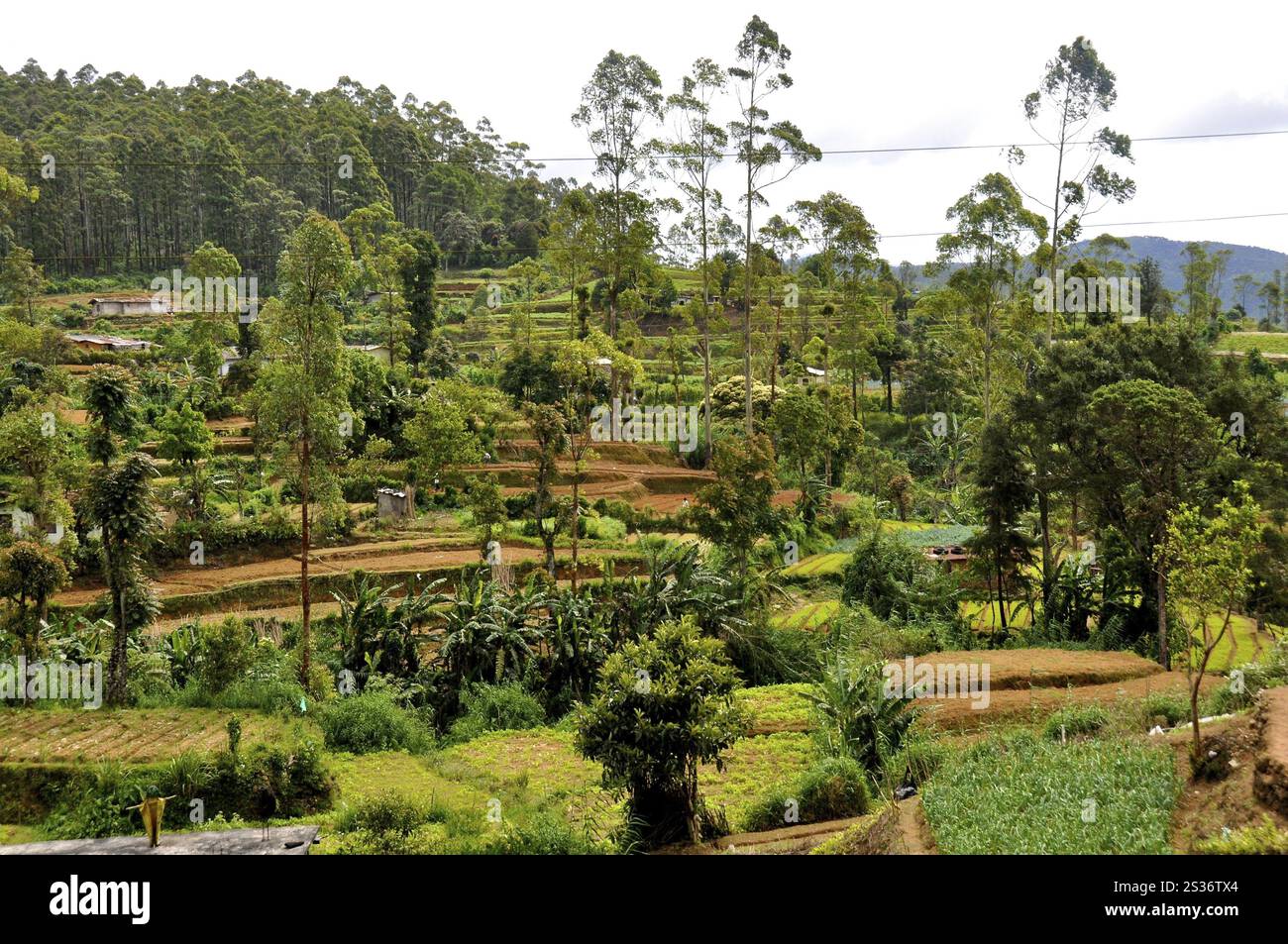 Sri lankan vegetable garden hi-res stock photography and images - Alamy