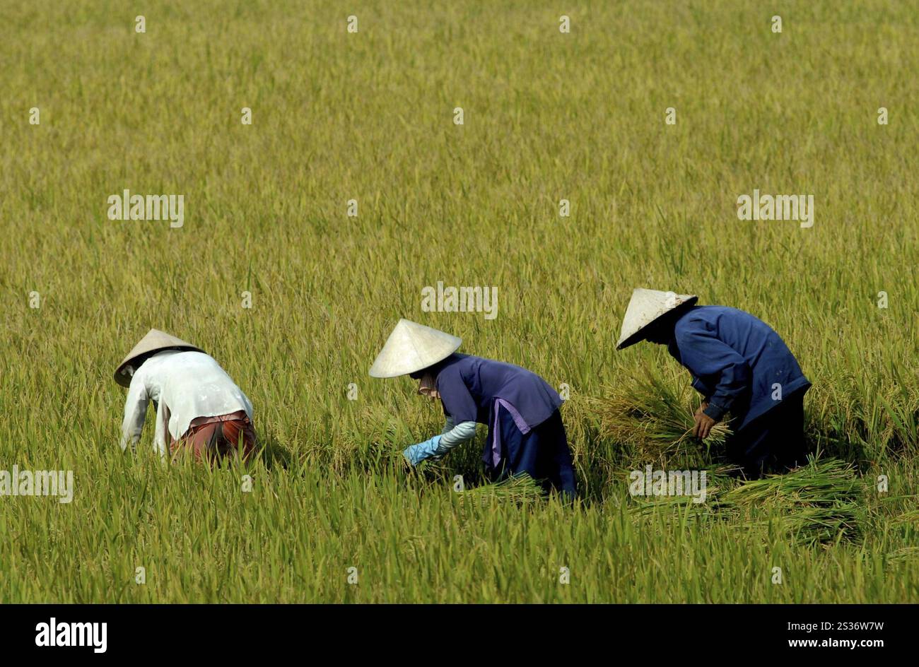Rice farmers in Vietnam, Rice farmer in Vietnam Stock Photo - Alamy
