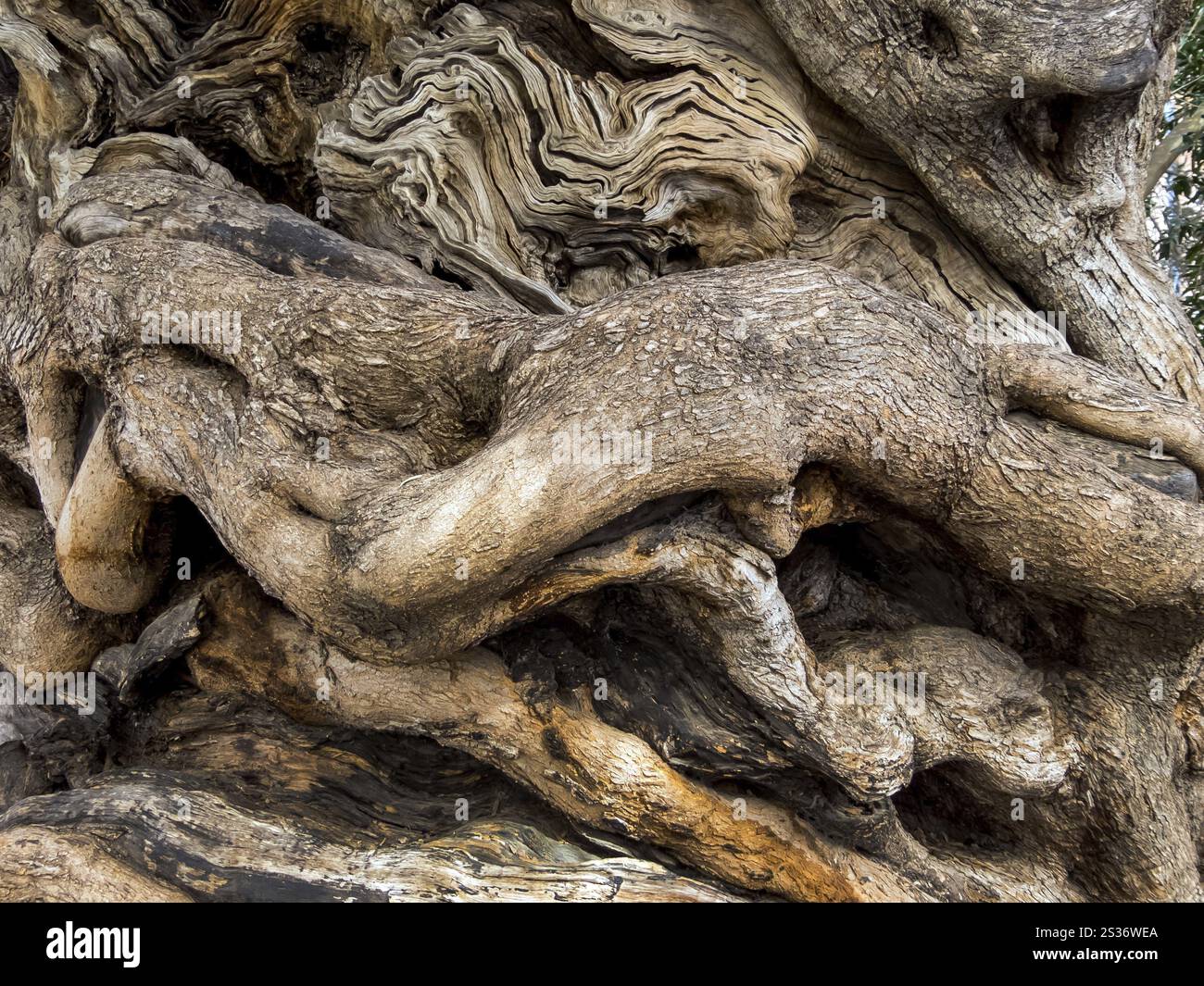 The trunk of a very old olive tree in Palma, Majorca, Spain Austria ...