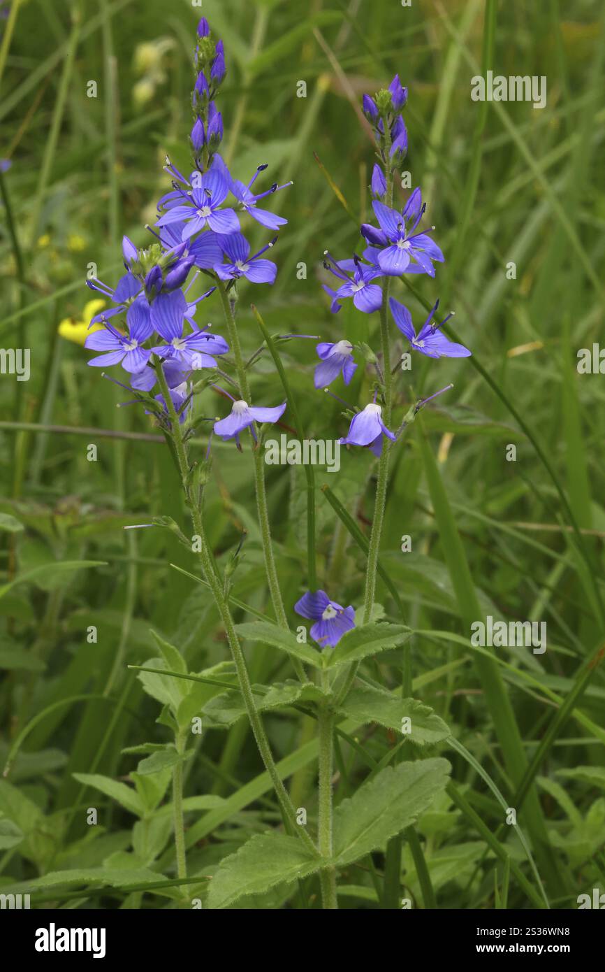 Veronica teucrium, Veronica teucrium, Large Speedwell Stock Photo - Alamy