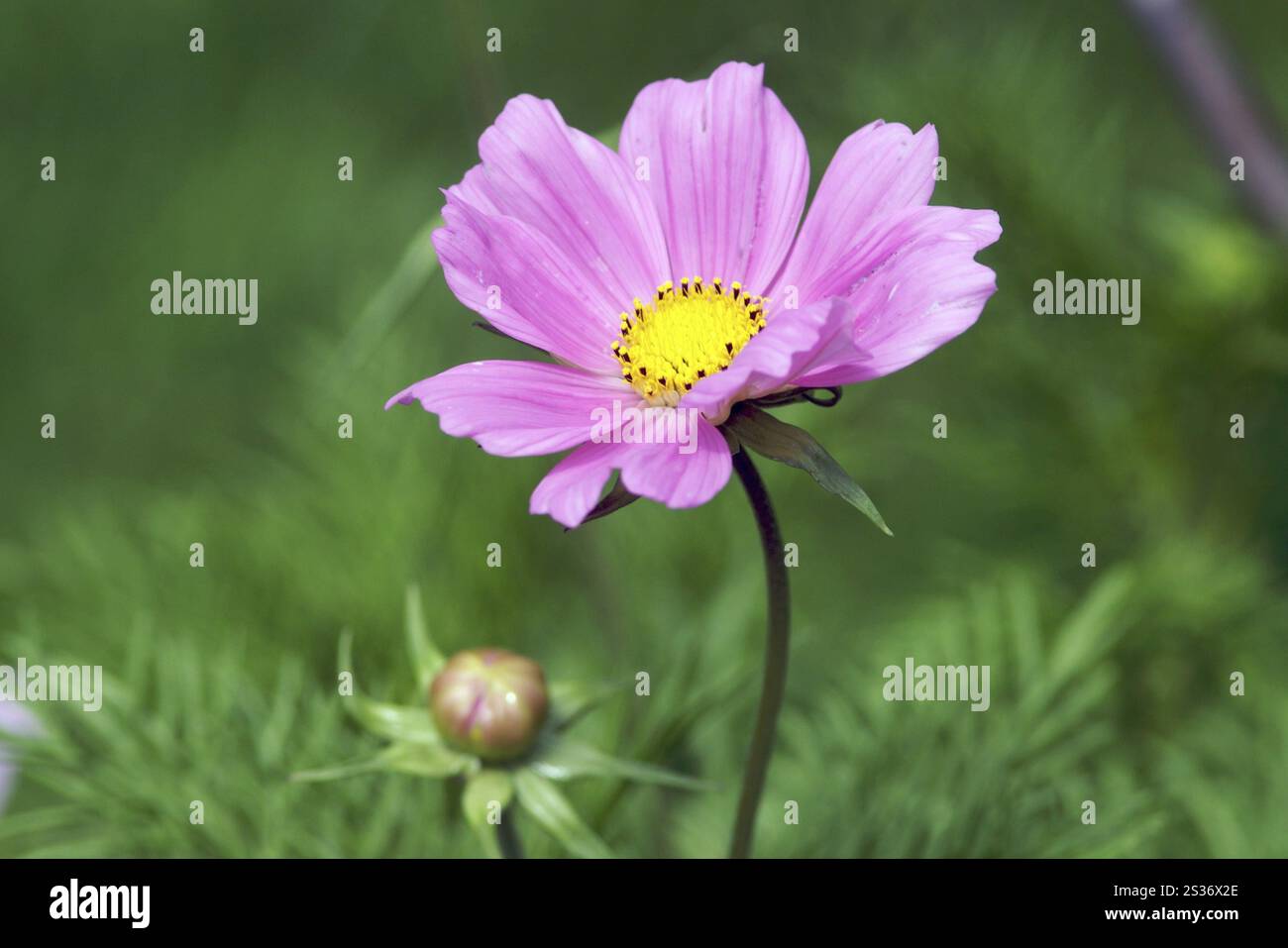 Ornamental flower Cosmea Stock Photo - Alamy