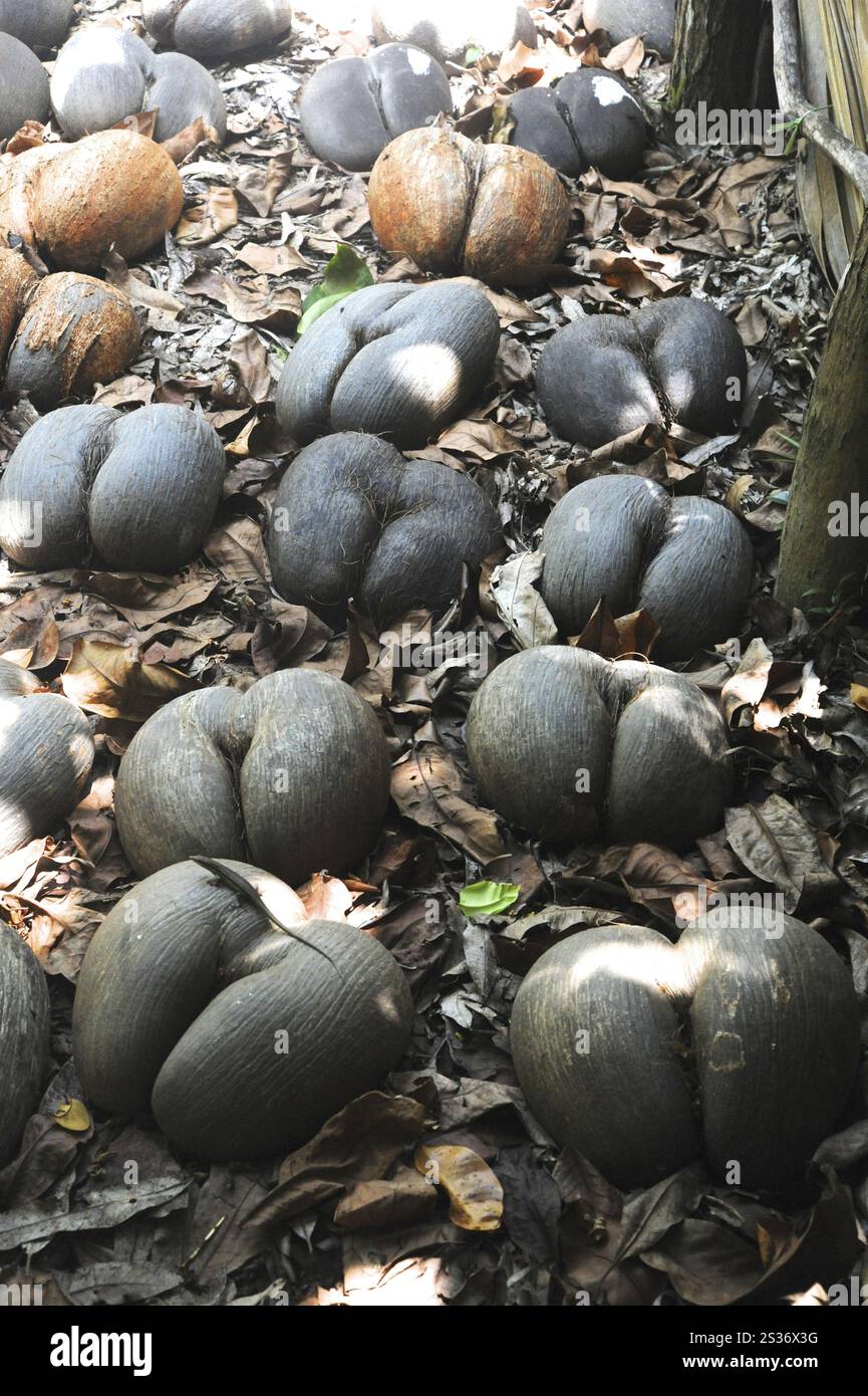 Coco de mer, the largest seed in the world, the largest coconut Stock ...